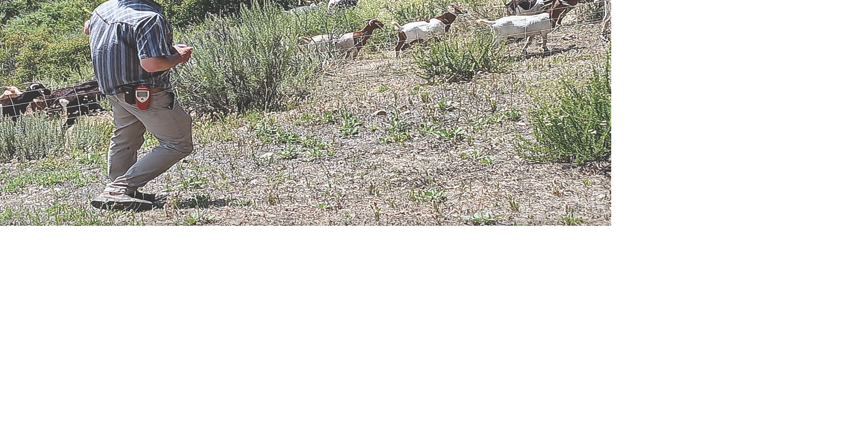 Workshop shows how hungry goats can take a bite out of fire danger ...