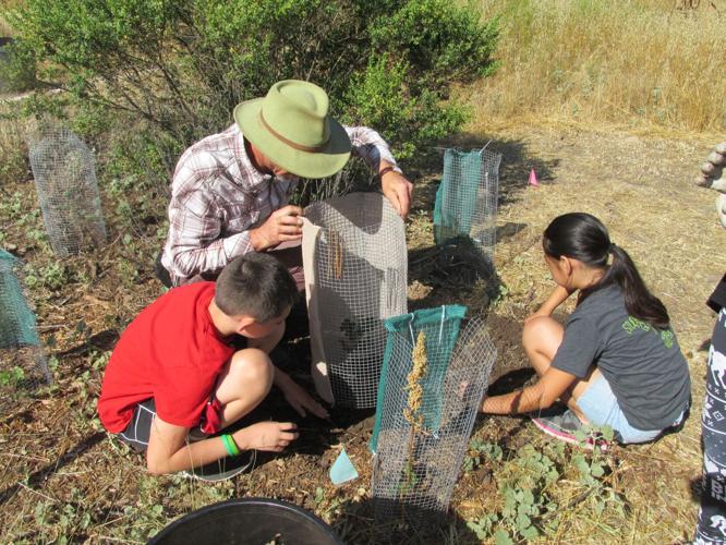 OAKtober events celebrate native oak trees across Ventura County ...