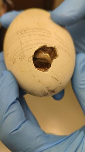 Condor nannies help raise 17 chicks | Critters | ojaivalleynews.com