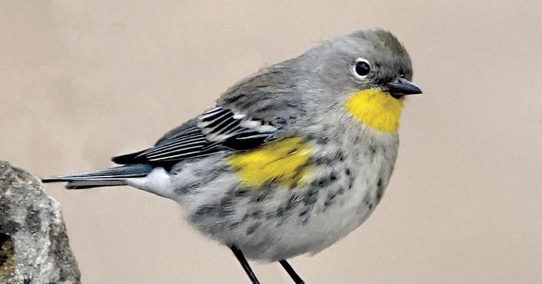 Birders expected to flock to Ojai Christmas bird count | Critters ...