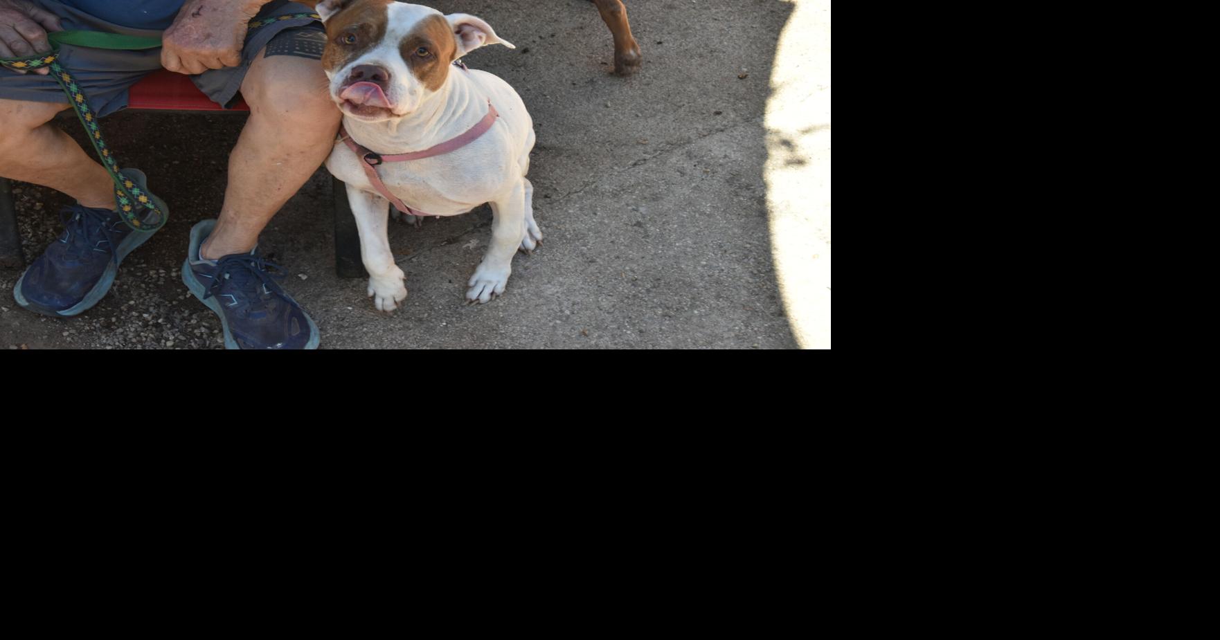 Meiners Oaks man on tight deadline to re-home 5 dogs | Critters ...