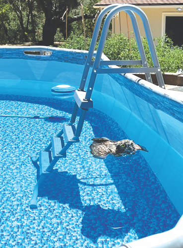 Great horned owl survives dip in pool | News | ojaivalleynews.com