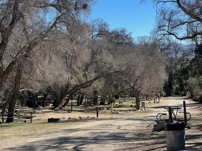 Scores of trees in county parks are dying | Environment ...