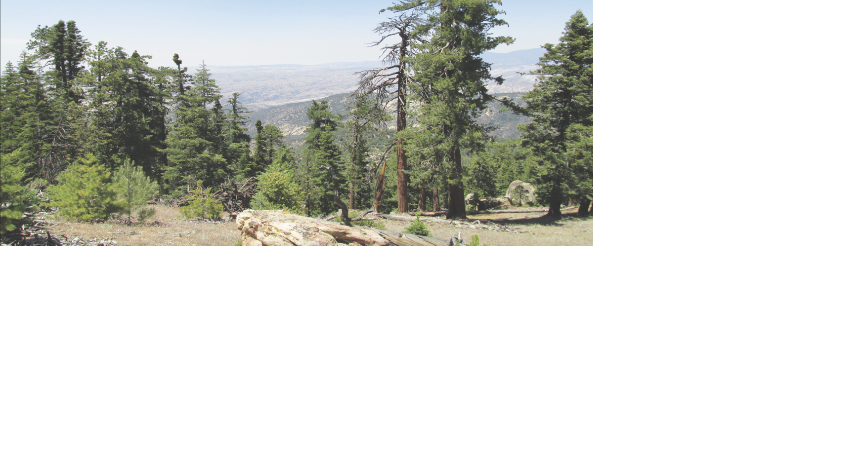 Forest Service gets green light from judge to thin trees | Outdoors ...