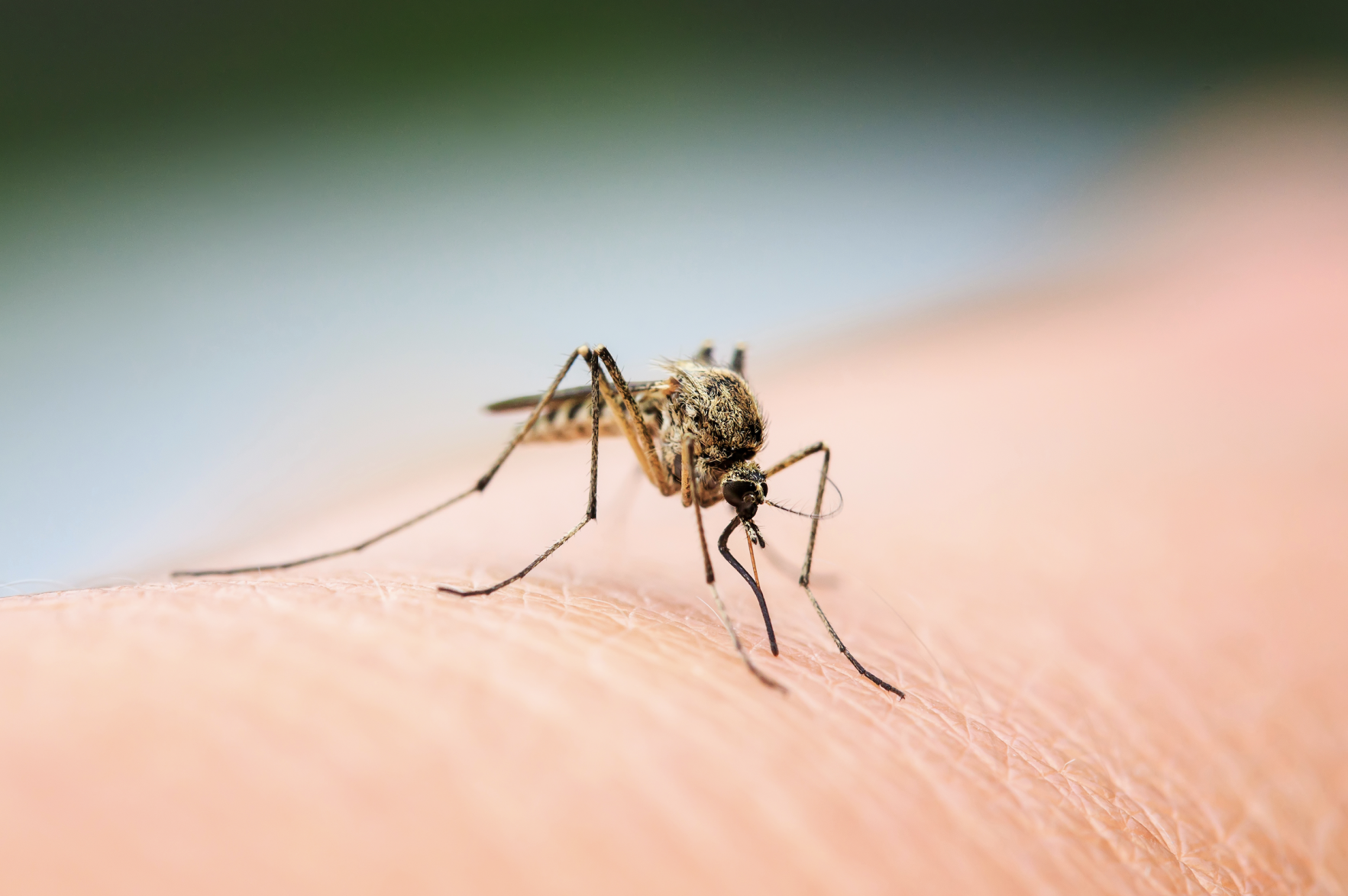 Local bird tests positive for West Nile Virus in Ventura | Health ...