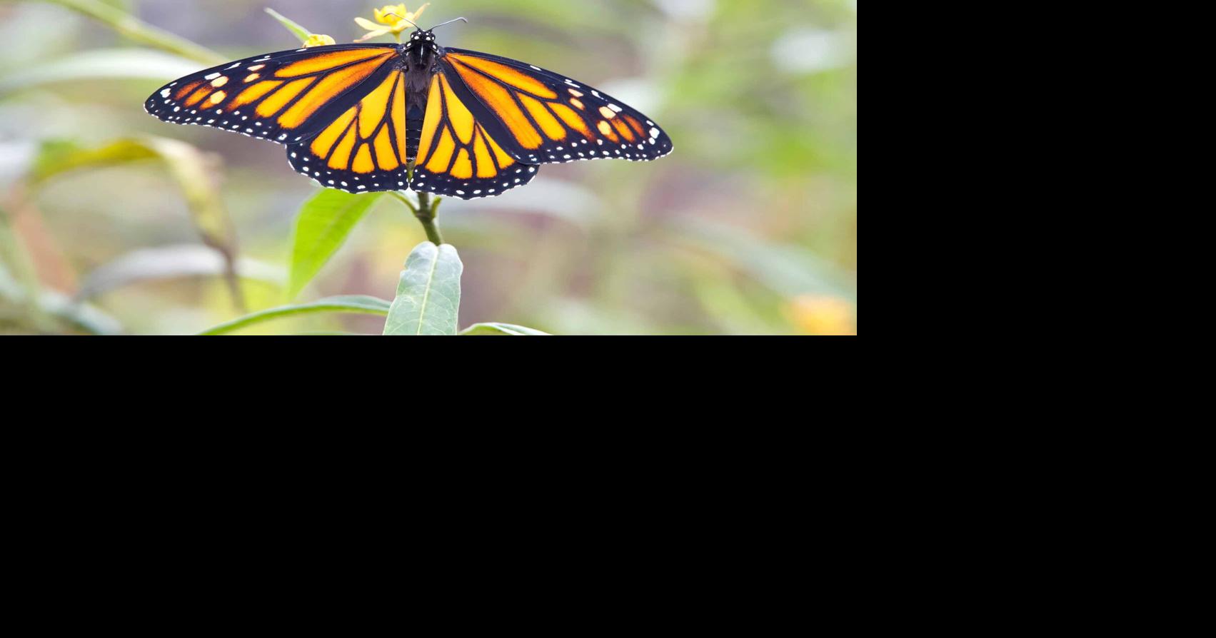 Monarch butterfly recommended for Endangered Species Act protection ...