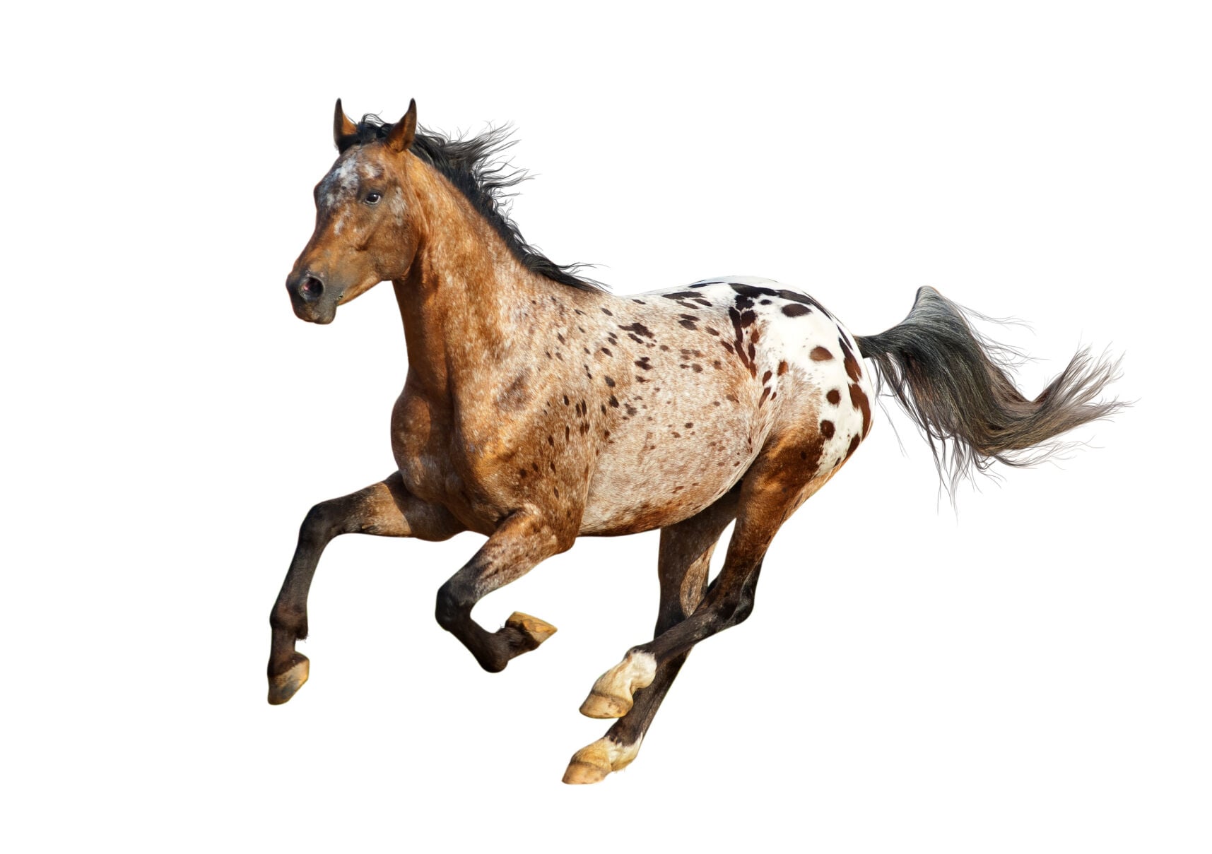 Ask the Dream Doula: Distorted horses and dogs — what does it mean ...