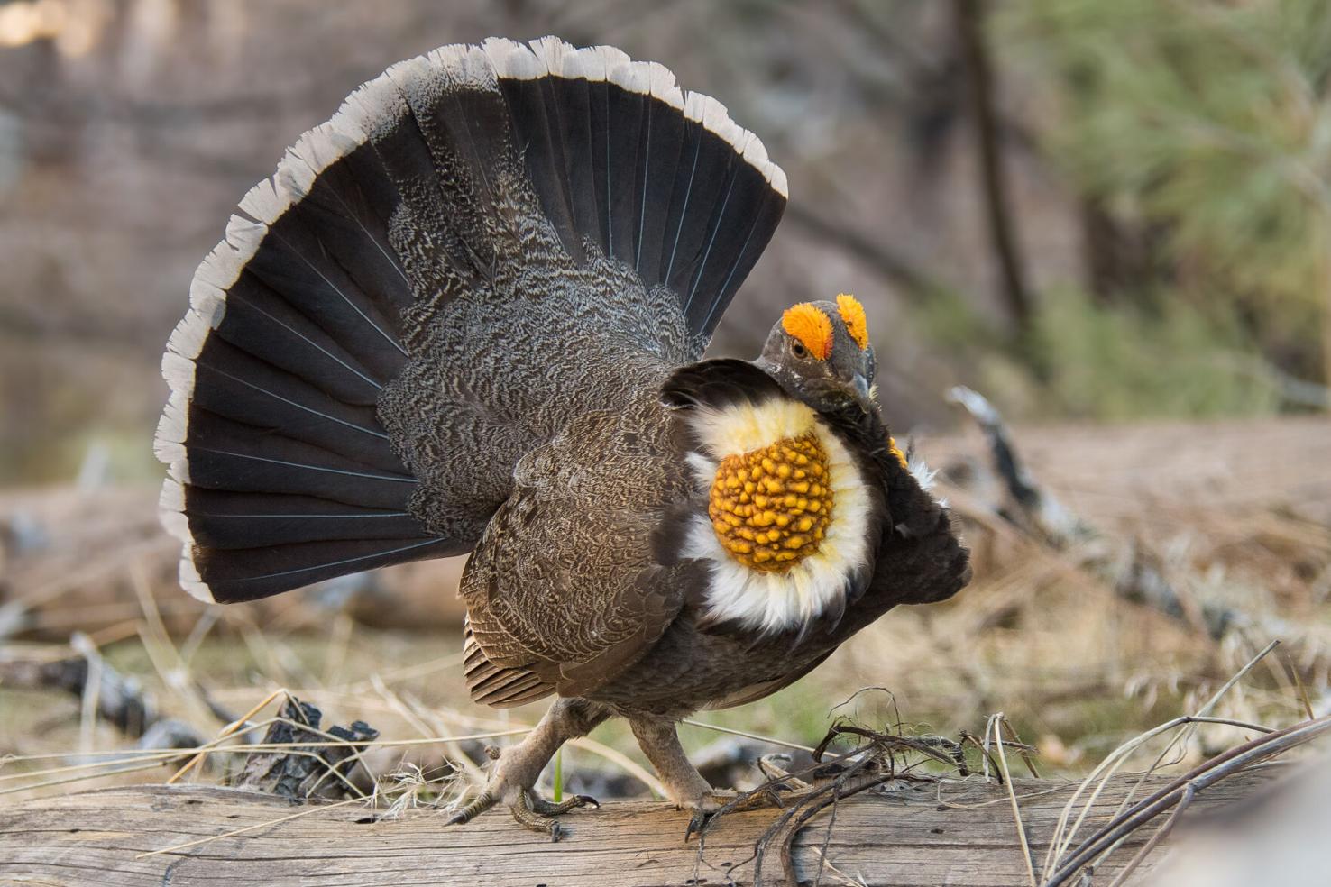 Petition filed to save sooty grouse | Critters | ojaivalleynews.com