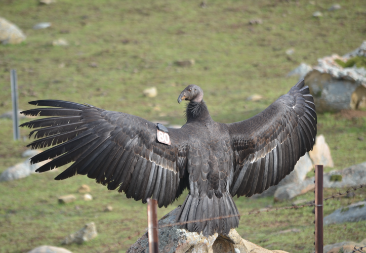Lunch date in Upper Ojai | News | ojaivalleynews.com