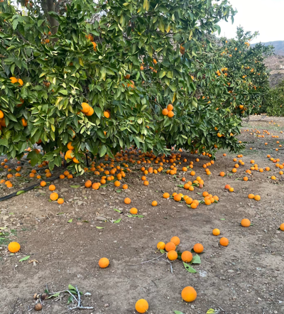 Santa Anas do widespread damage, especially to Ojai agriculture ...