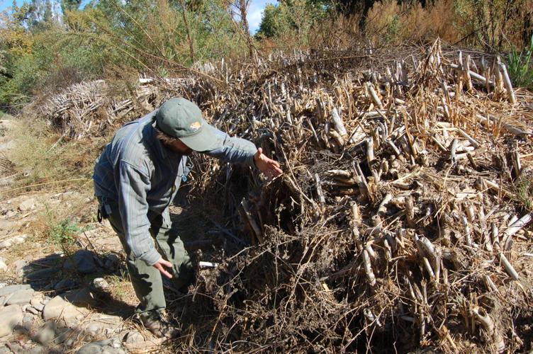 Removing giant reed rewilds San Antonio Creek | Environment ...