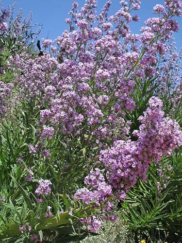 Poodle-dog bush has nasty 'bite' | News | ojaivalleynews.com