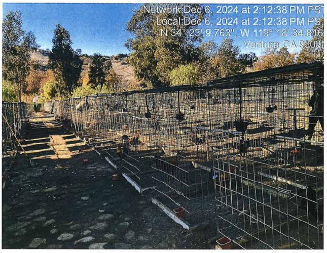 Property owners dispute county fines of over $110K for 221 roosters ...