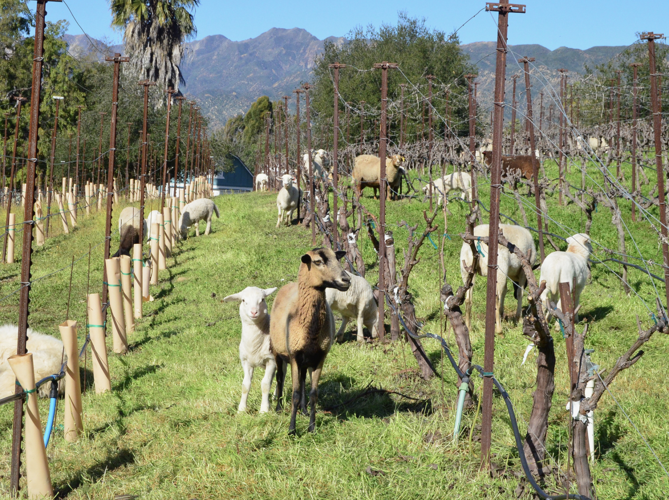 Sheep help vintners make fine wine | Environment | ojaivalleynews.com