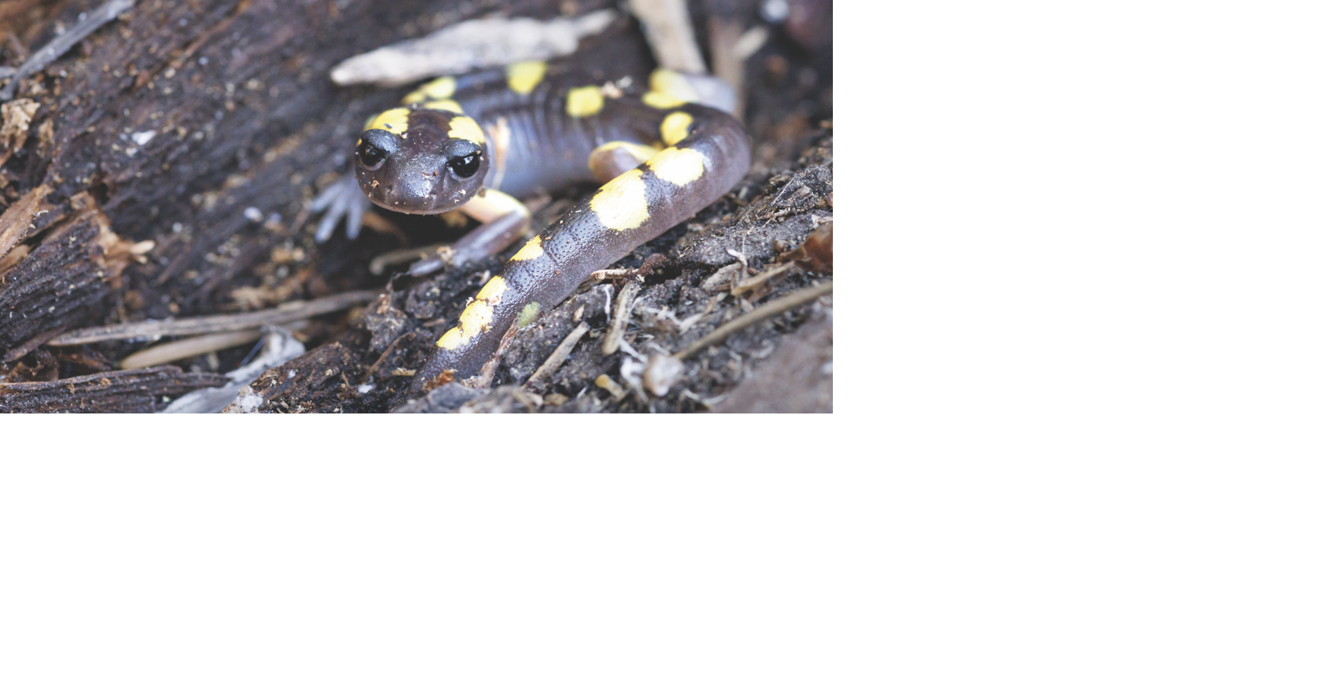Salamander find raises fuel-break concerns | Critters | ojaivalleynews.com