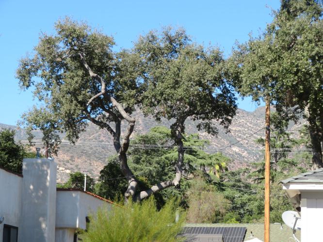 Conversation with consulting arborist Jan Scow: ‘Trees don’t need to be ...