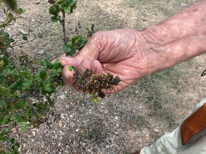 Trees at county-managed parks dying in vast numbers | Environment ...