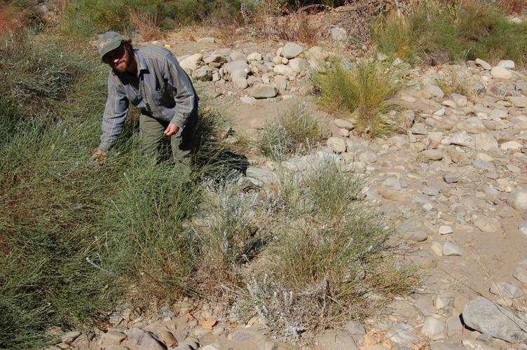 Removing giant reed rewilds San Antonio Creek | Environment ...