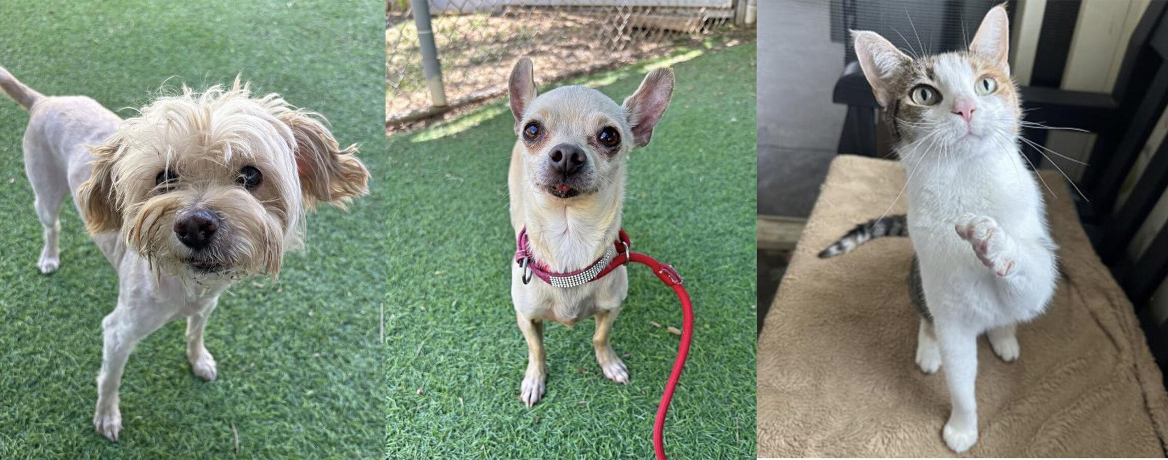 Adopt-A-Pet Day on June 6 aims to clear shelters & lovingly re-home ...