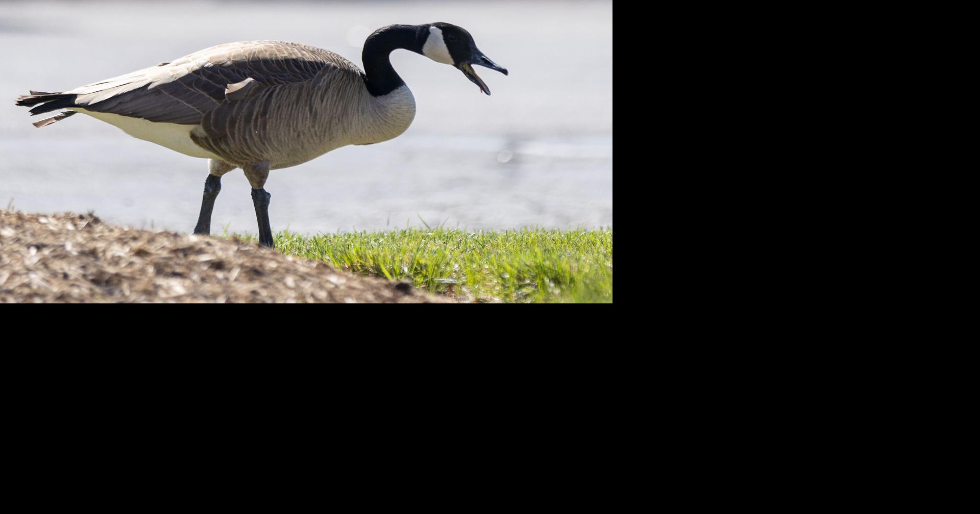 Geese found dead in Nebraska lake test positive for bird flu