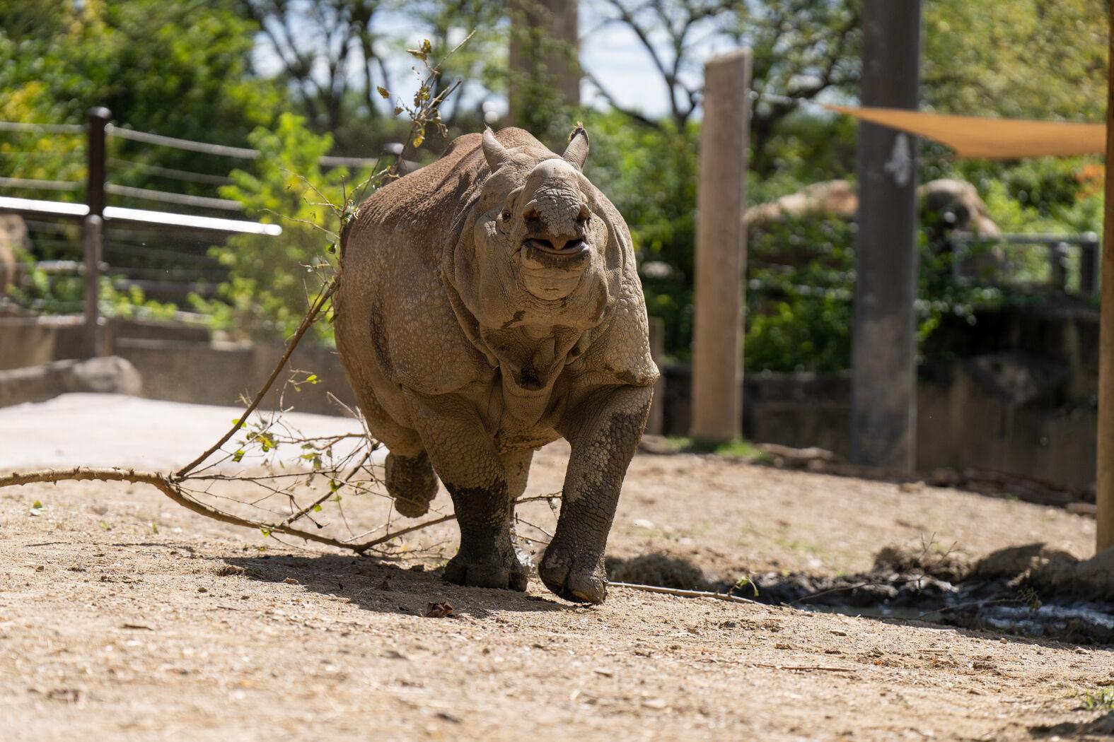 Brian, a 6-year-old rhino, makes his debut at Omaha's zoo
