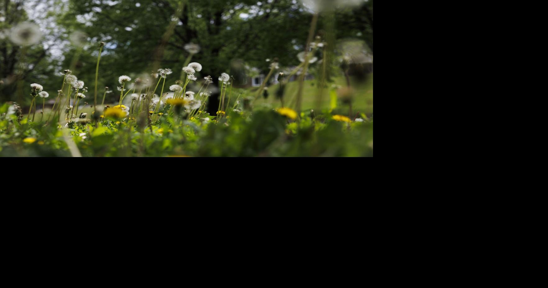 Omaha Parks and Recreaton tries new approach to dandelions