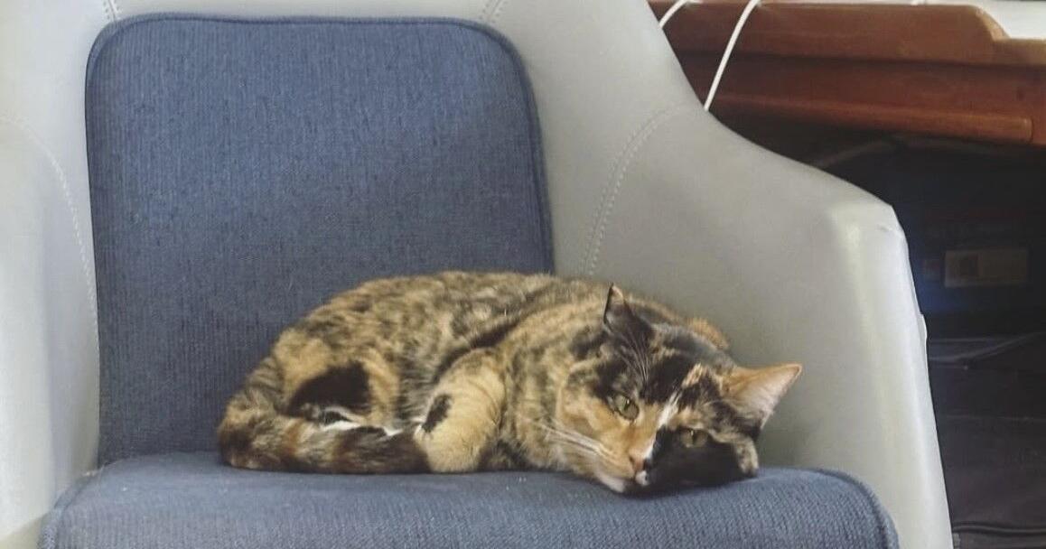 Oregon man goes viral on Hawaii sailing trip with cat