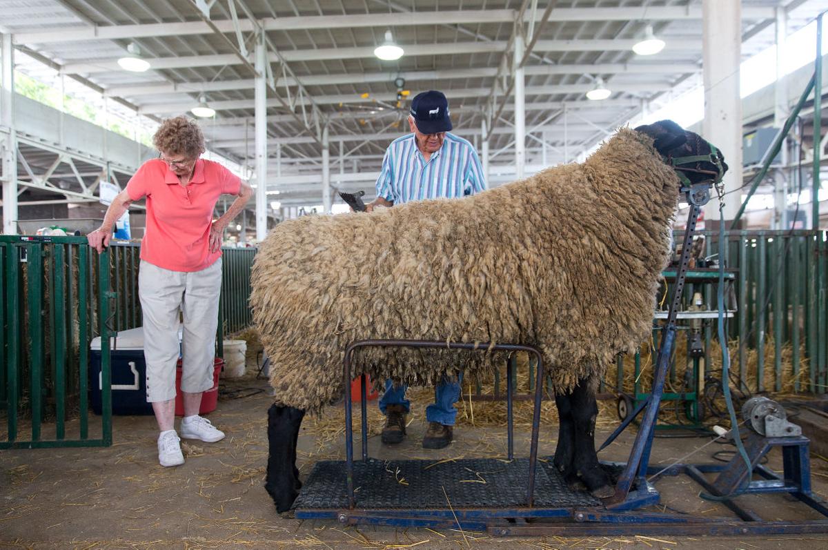 Iowa State Fair kicks off with Super Bull Contest, butter cow, tap ...
