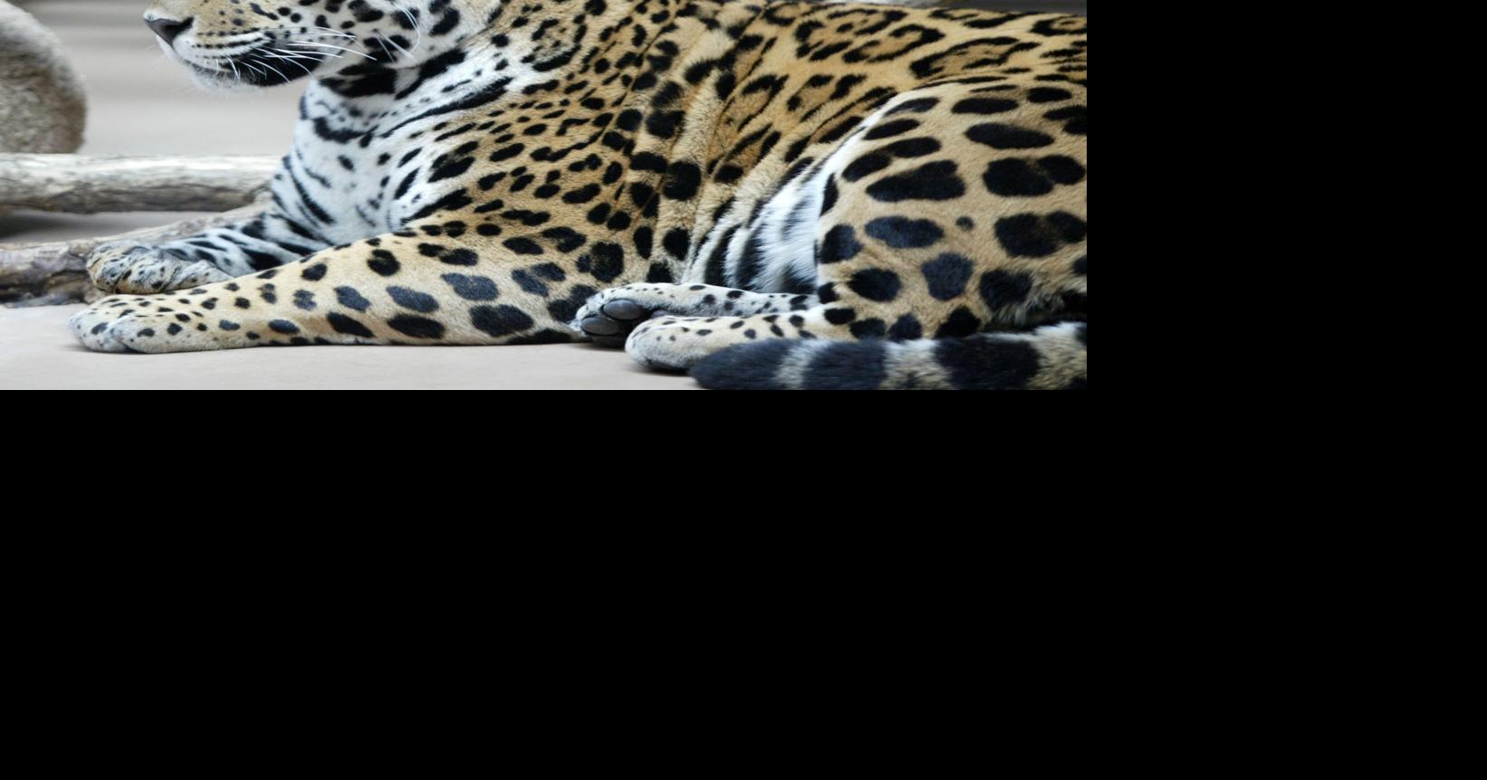 2 big cats leave Omaha zoo for Tampa wildlife sanctuary
