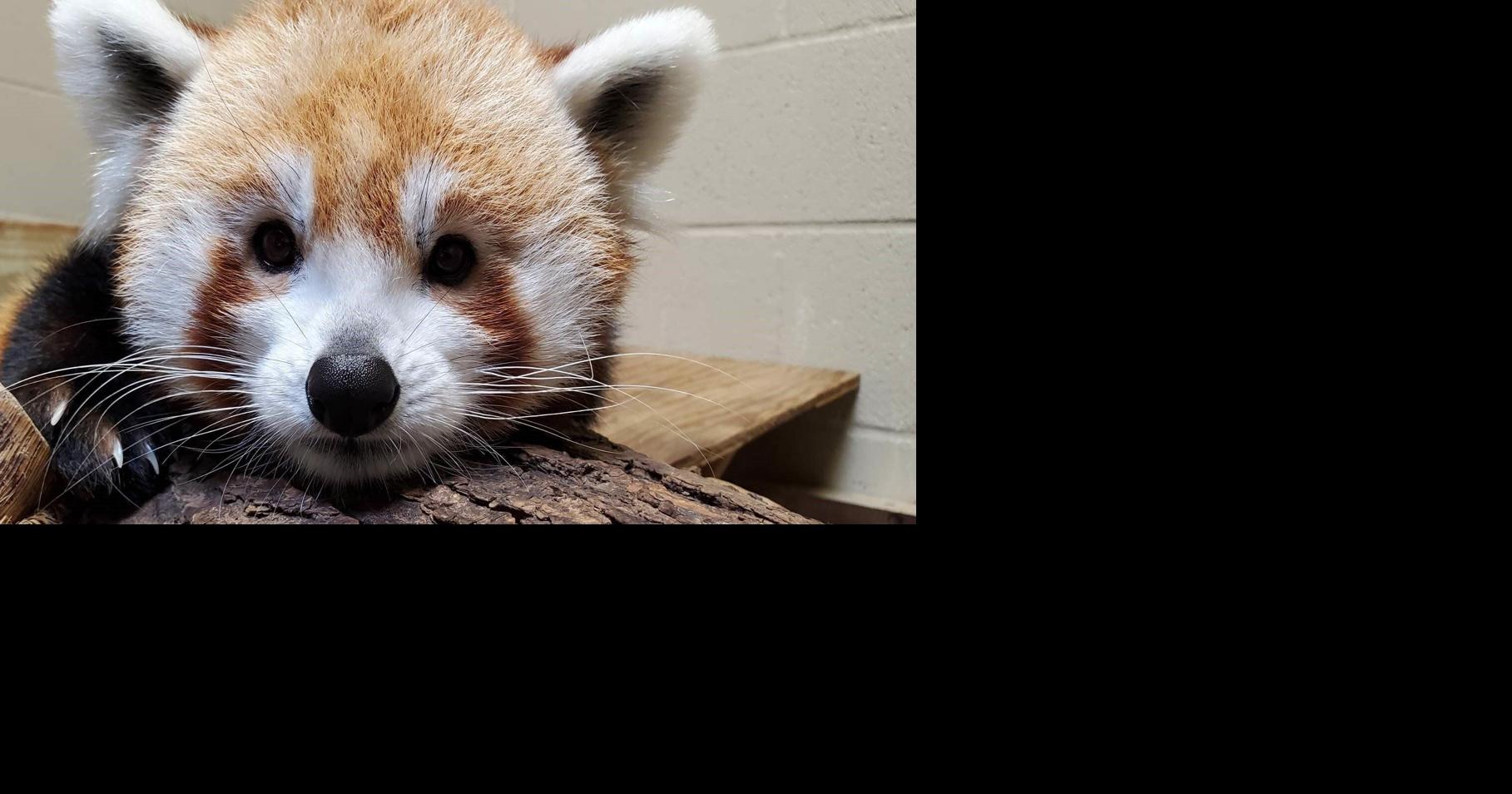 Omaha zoo welcomes second red panda
