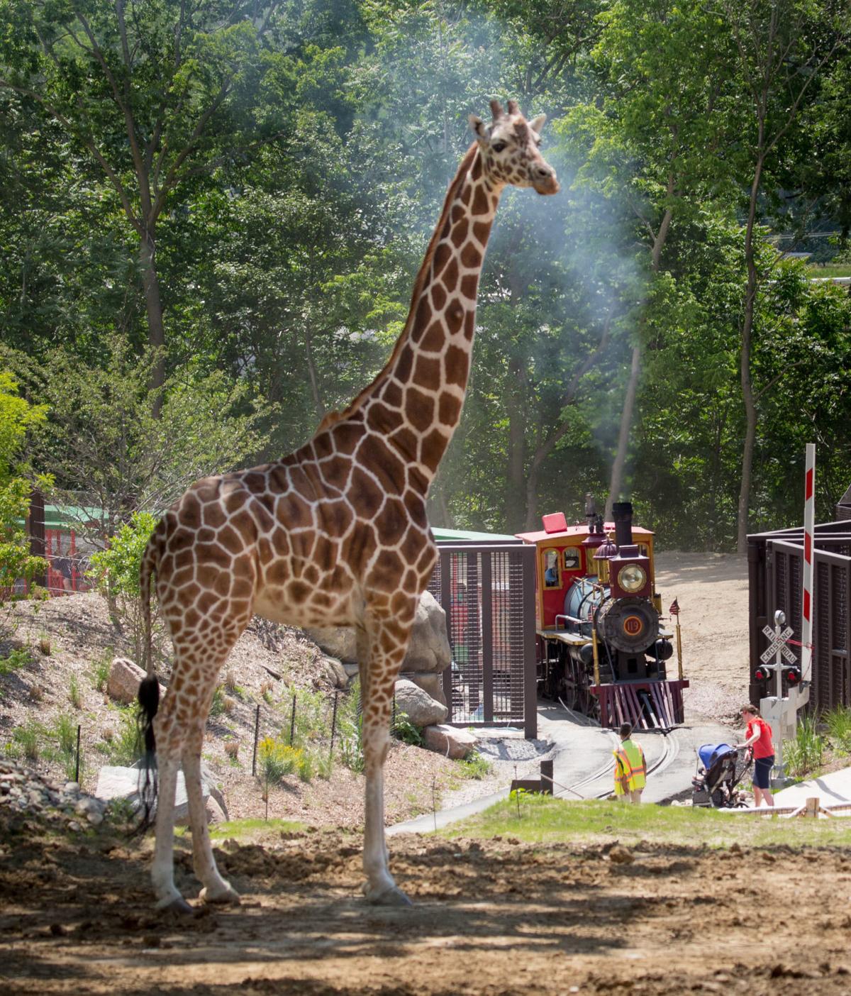 The Public Pulse: Time for a quieter zoo train