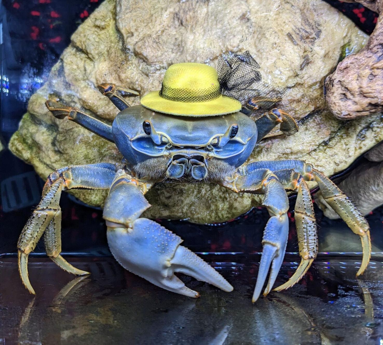 Omaha owner 'broken' by death of Howie the crab