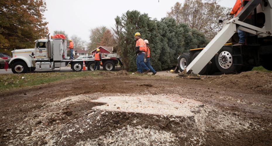 Once a nuisance, 40-foot tree now will be on display at the Durham Museum