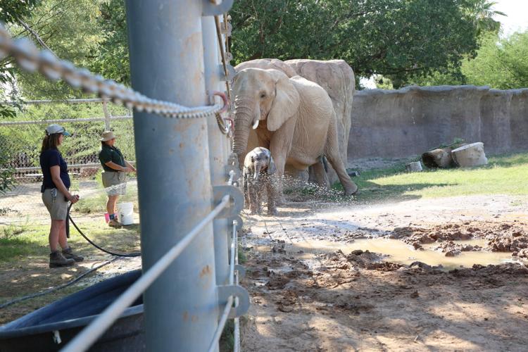 3-month-old elephant calf is learning to use her trunk