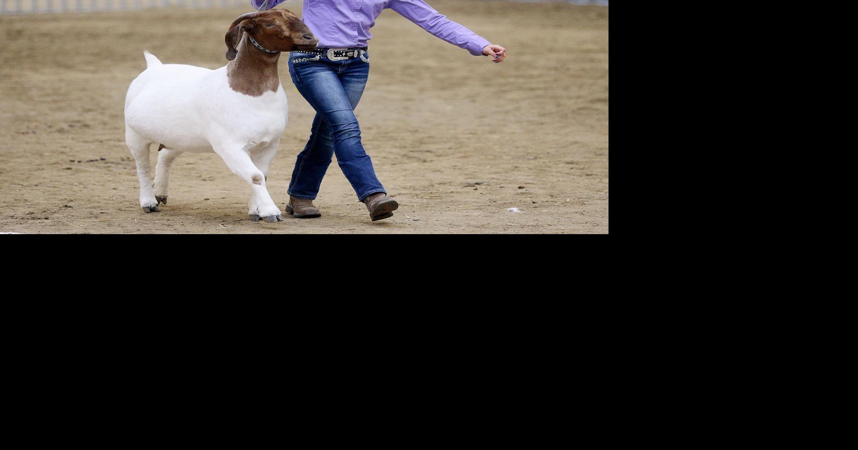 National goat show brings participants from across the country to Nebraska