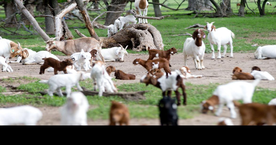 Nebraska Roads Department calls in the goats to tackle its weed problem