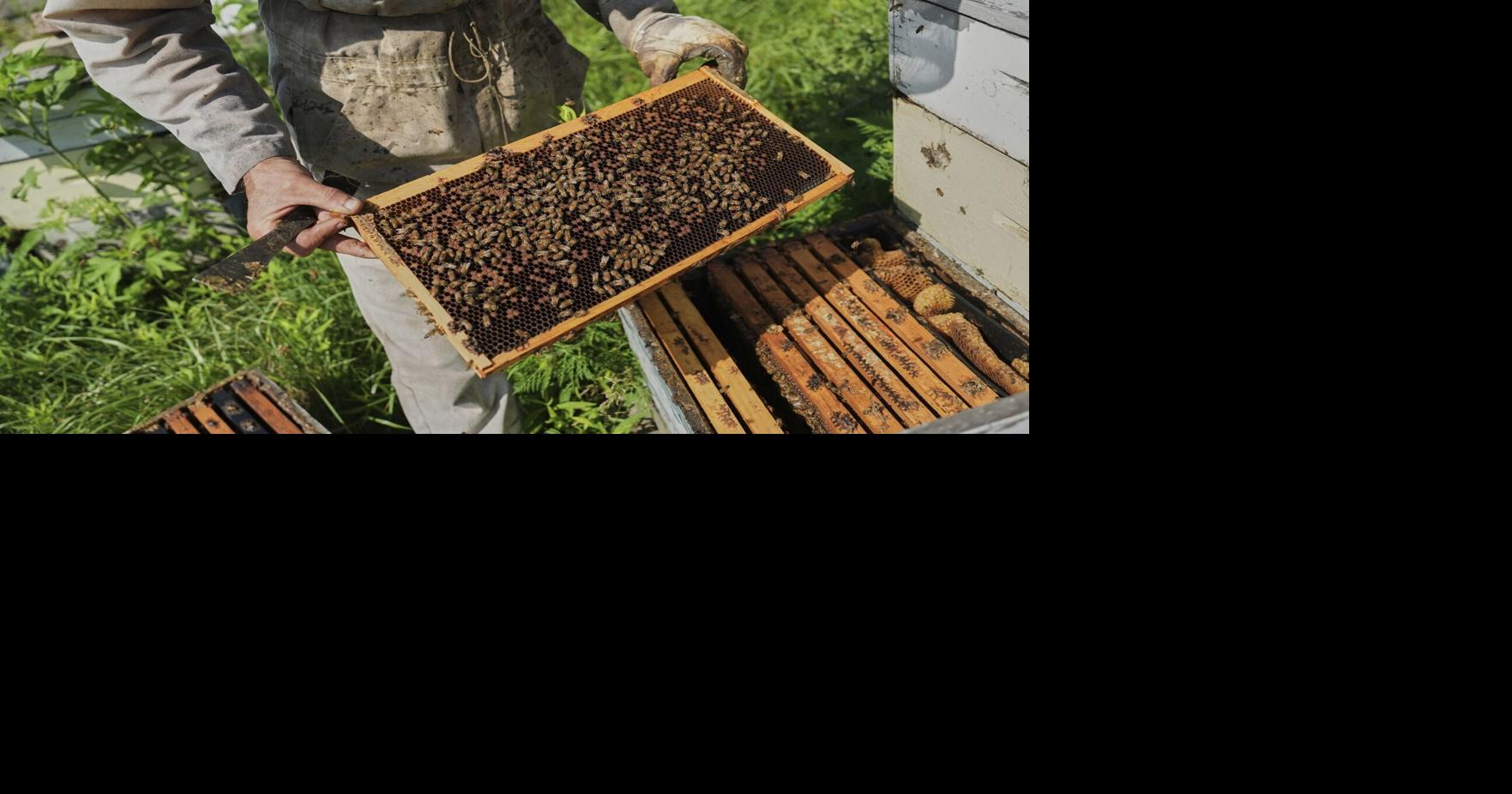 Bees struggle to cope with global warming