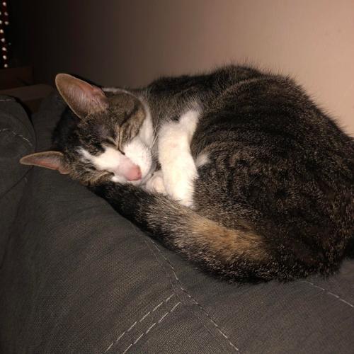 How I prepared my kids for losing our 16-year-old cat