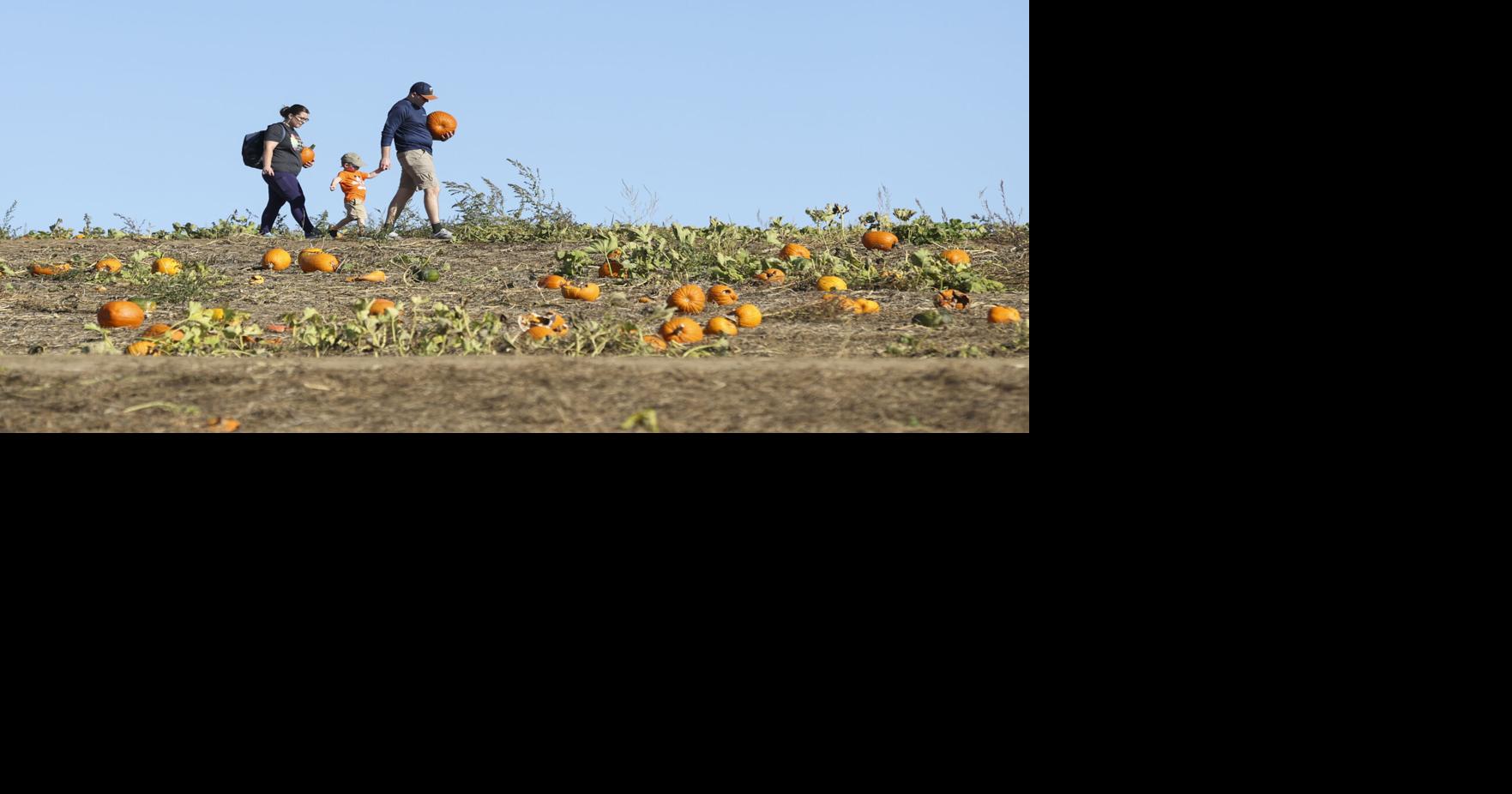 Photos: Vala's Pumpkin Patch continues family traditions 39 years later
