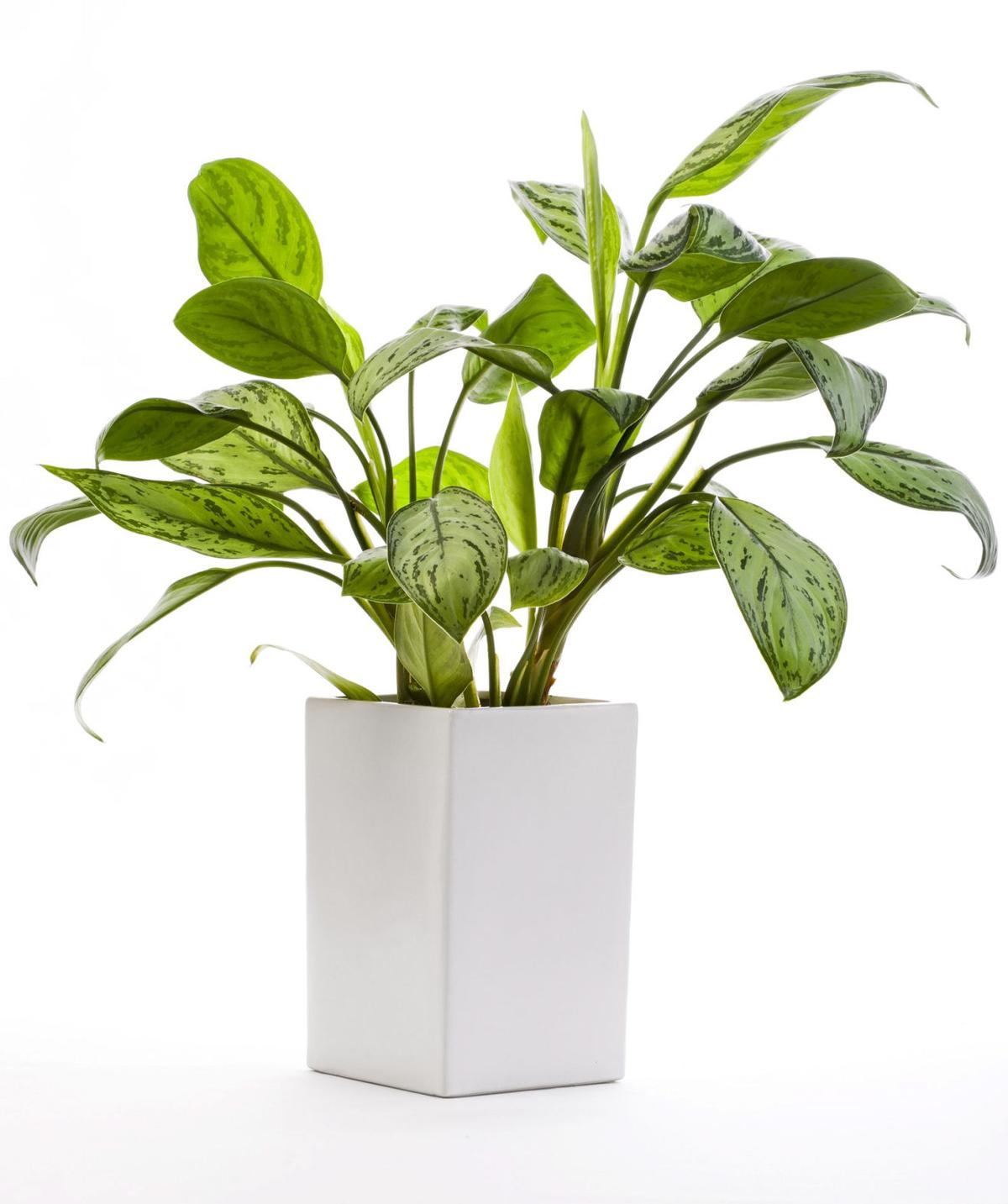 Best Indoor Plants For Fall And Winter Inspired Living Omaha best-indoor-plants-for-fall-and-winter-inspired-living-omaha