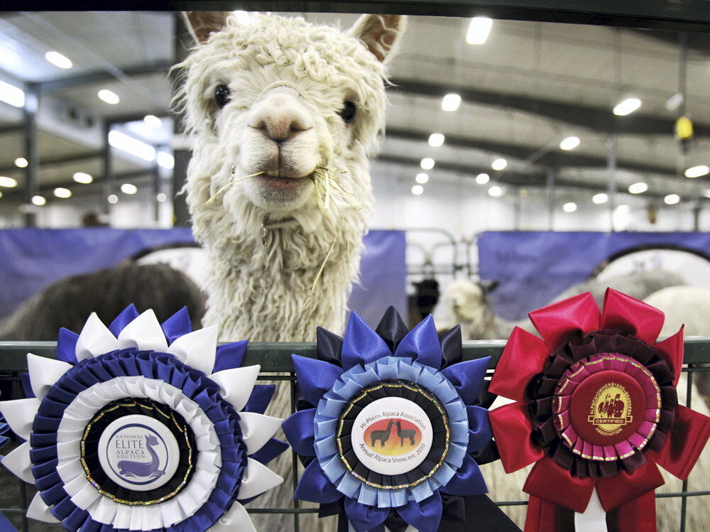 Free selfies with alpacas and more at national show in Grand Island
