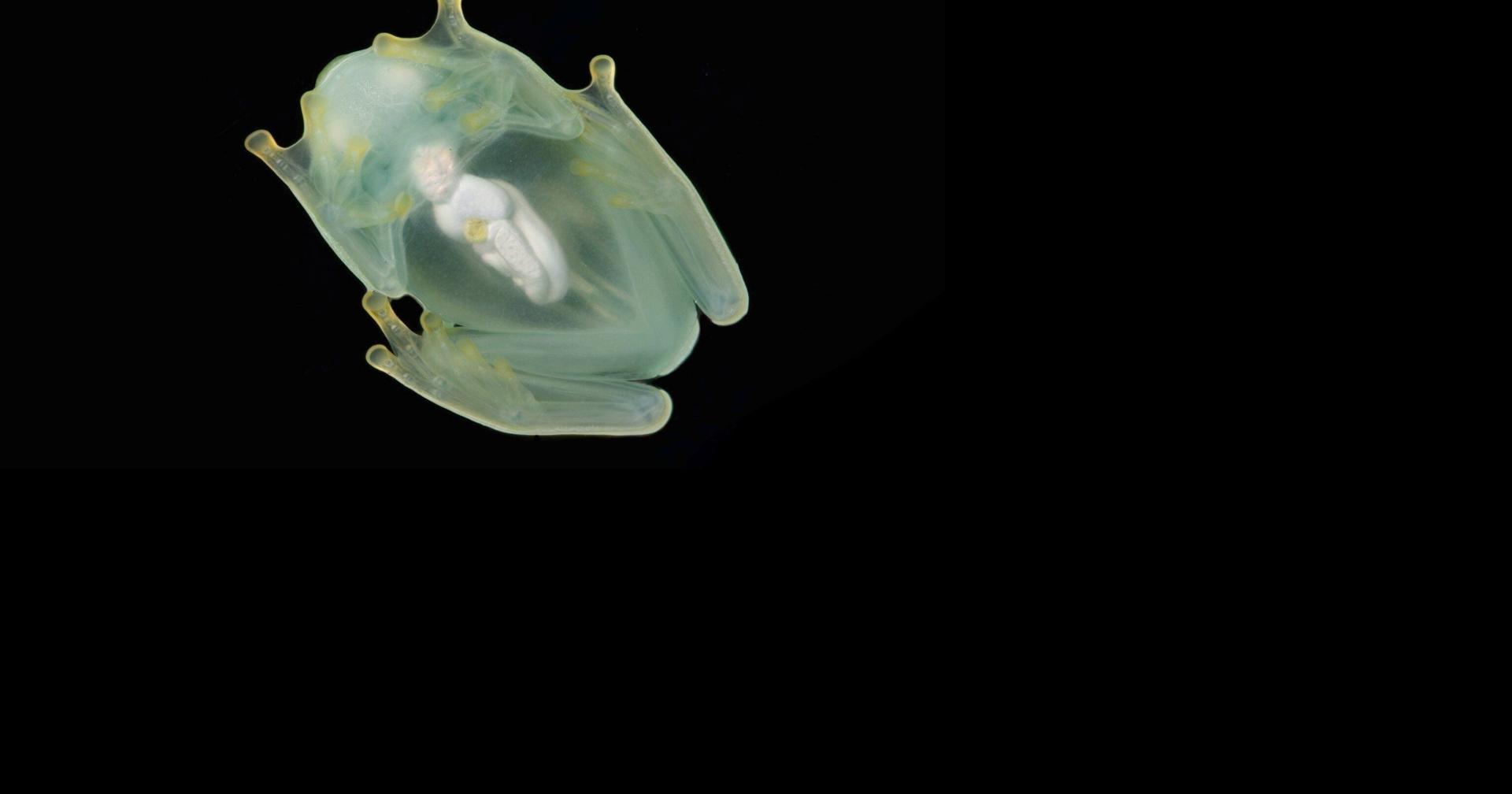 Scientists finally figure out how glass frogs turn invisible