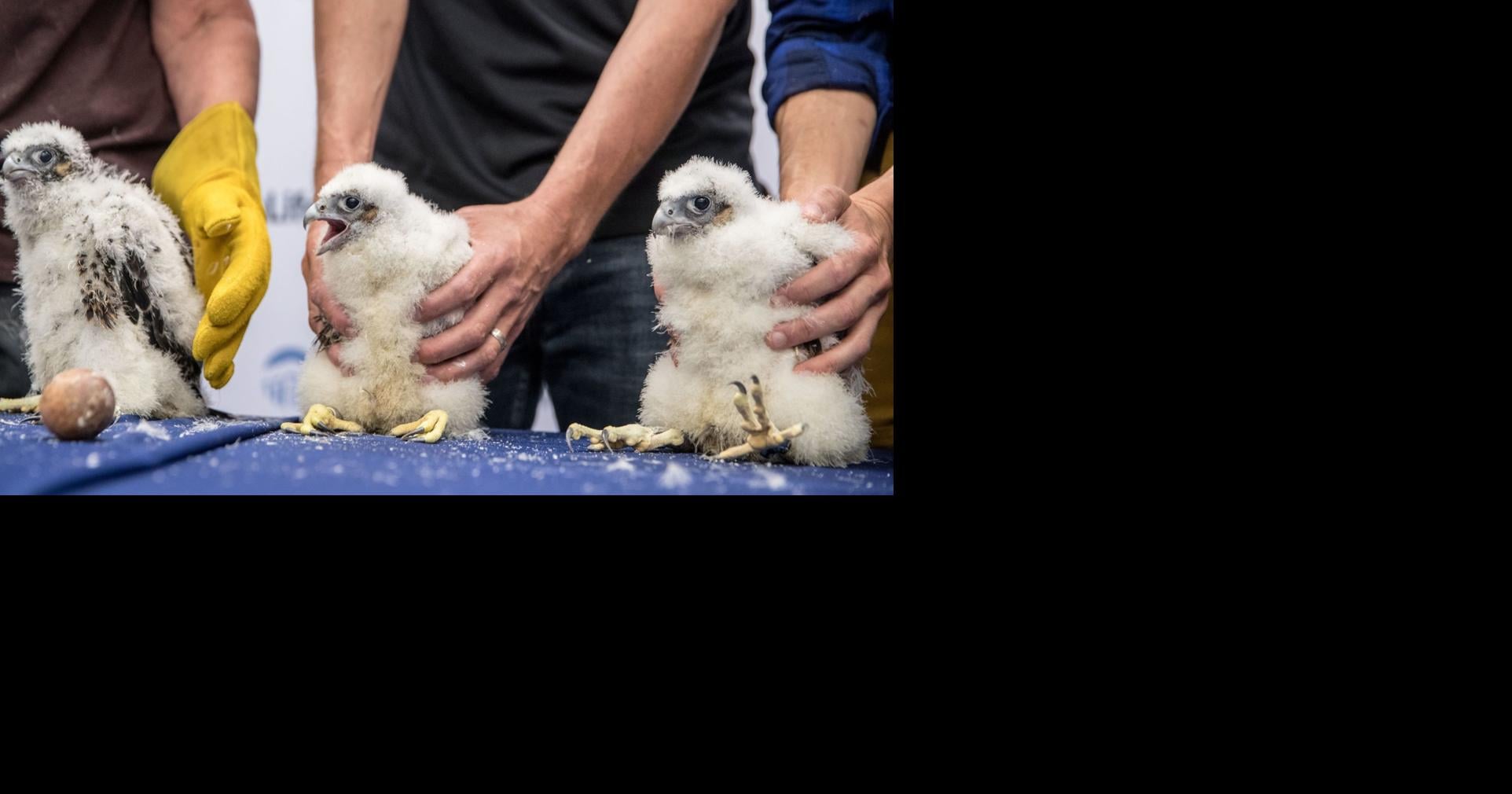 Woodmen Tower's newest falcon hatchlings are named Jimmy Falcon, Oprah ...
