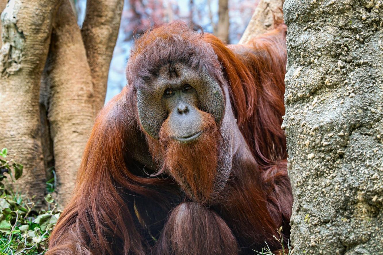 Omaha's Henry Doorly Zoo gains AZA accreditation again:
