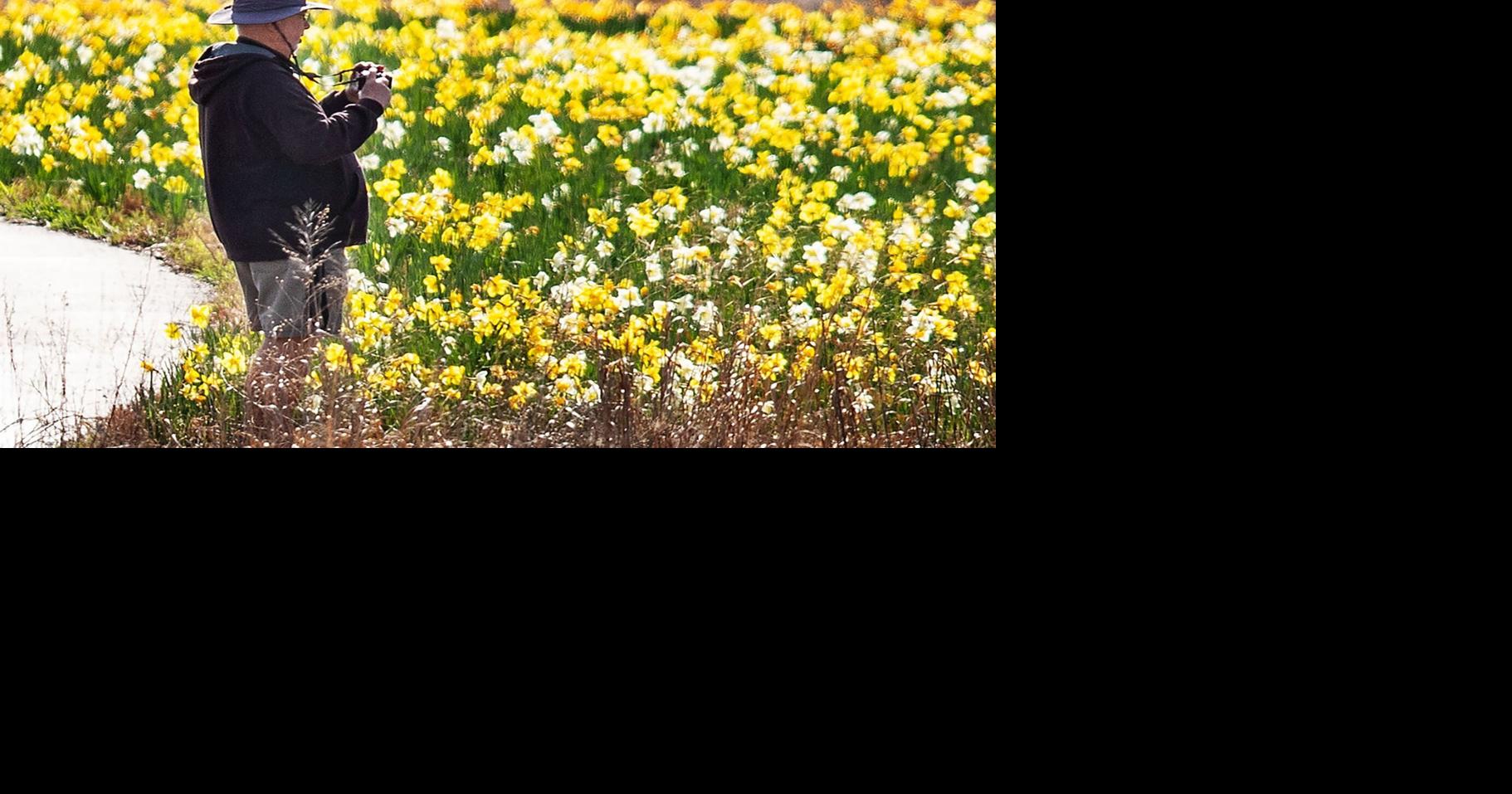Massive daffodil display nearing peak at Lauritzen Gardens