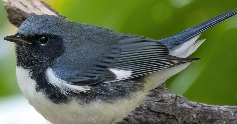 Birds from Phil Swanson's backyard