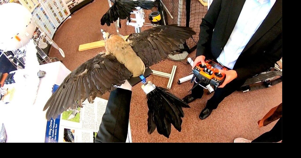 New Mexico engineers turn taxidermy birds into drones to study flight