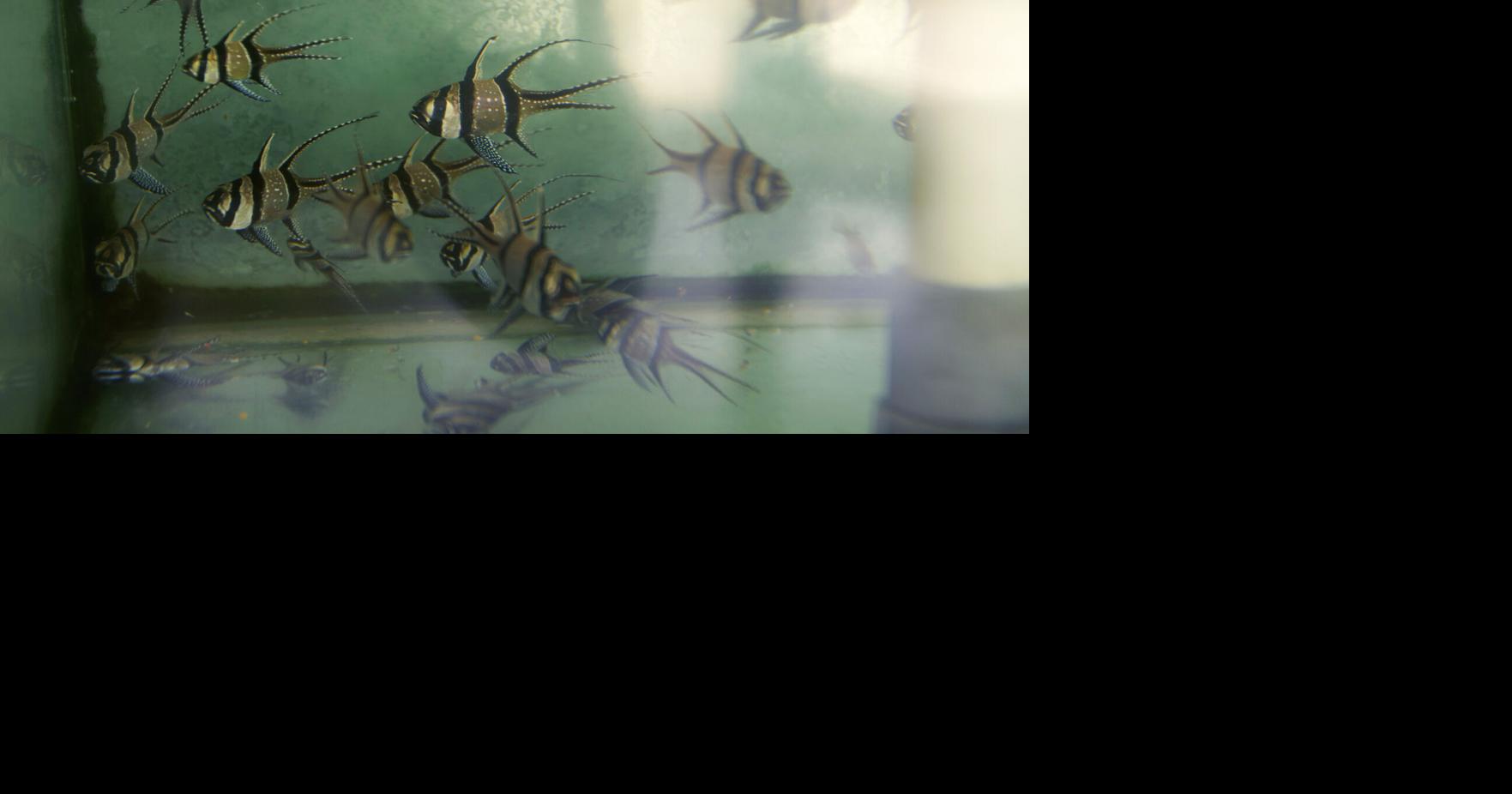 Sparkling fish, murky methods: Something's fishy with global aquarium trade