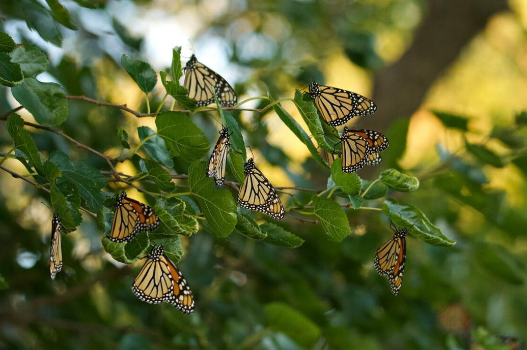 In the Garden: Fight isn't over to help monarchs, and here's how to do it