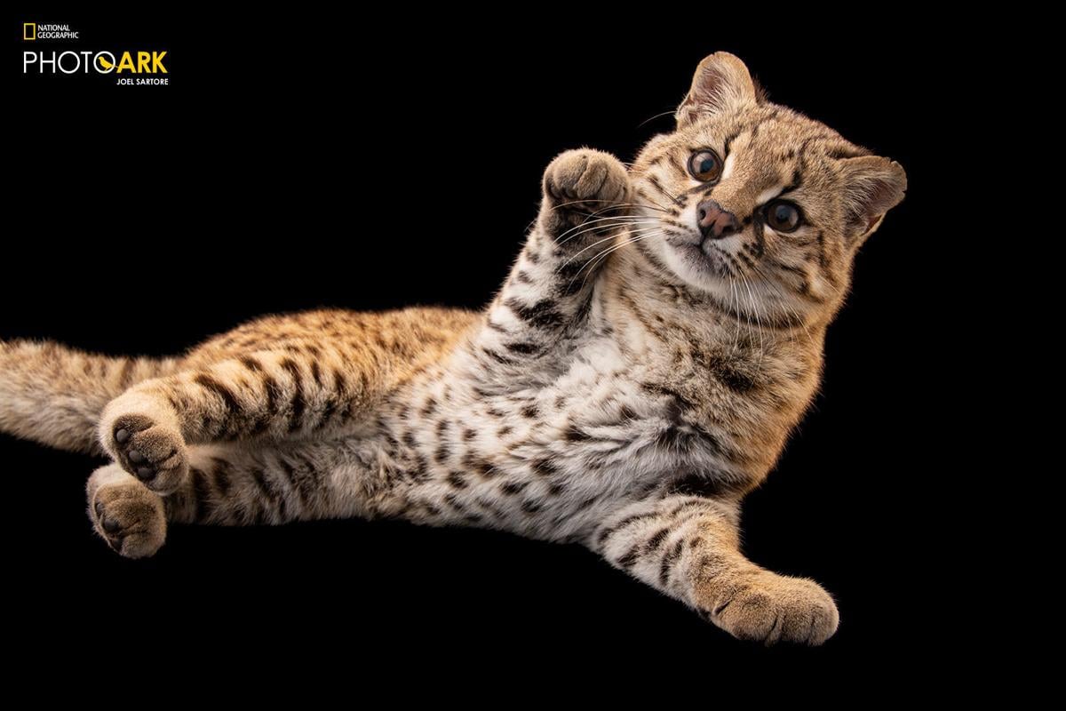 Nebraska's Joel Sartore photographs 10,000th species for National ...